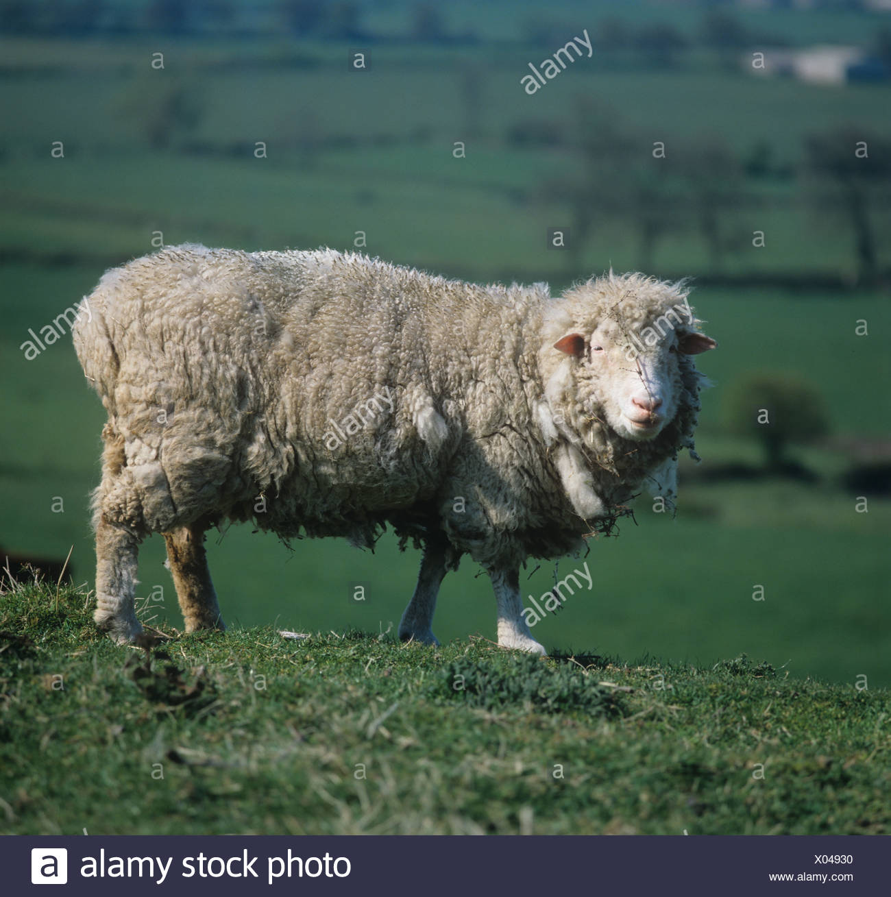 Poll Dorset Sheep Stock Photos & Poll Dorset Sheep Stock Images - Alamy