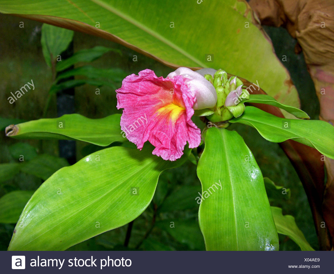 Ornamental Gingers High Resolution Stock Photography and Images - Alamy