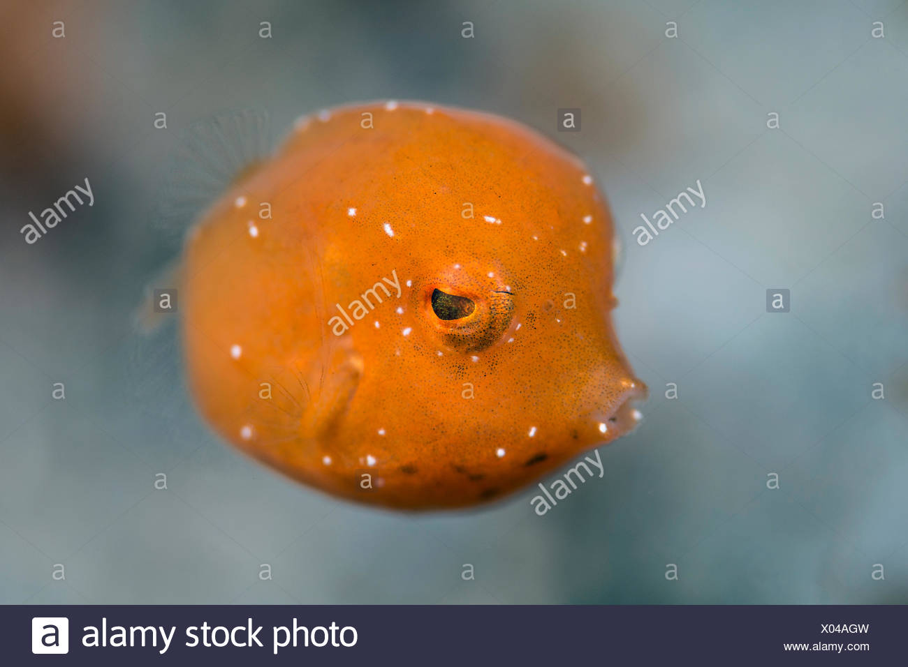 Juvenile Boxfish High Resolution Stock Photography and Images - Alamy