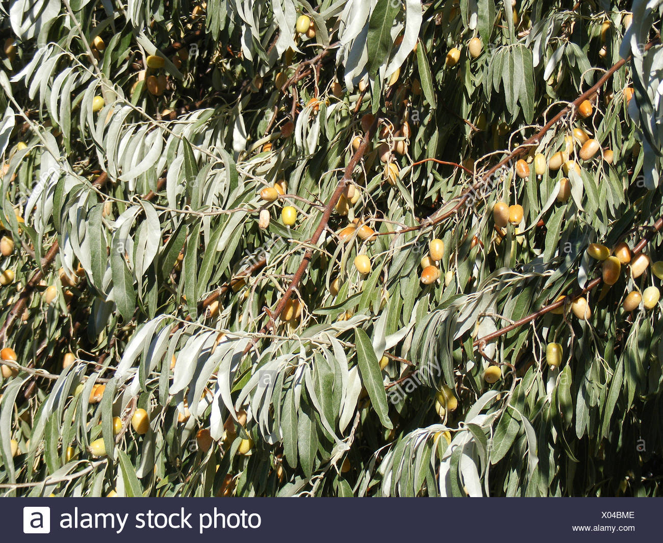 Elongated Fruits Stock Photos & Elongated Fruits Stock Images - Alamy
