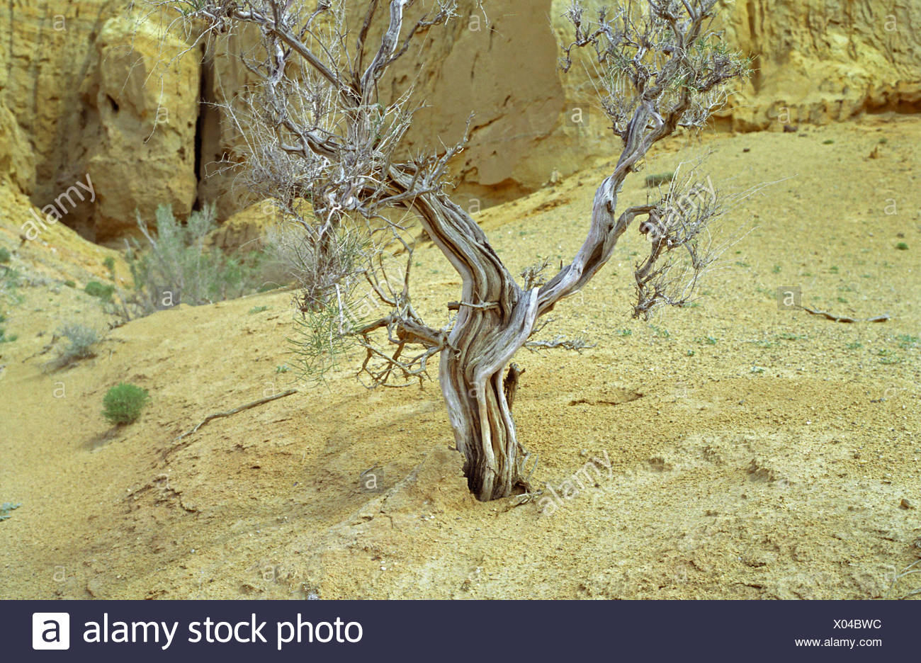 Haloxylon Ammodendron High Resolution Stock Photography and Images - Alamy