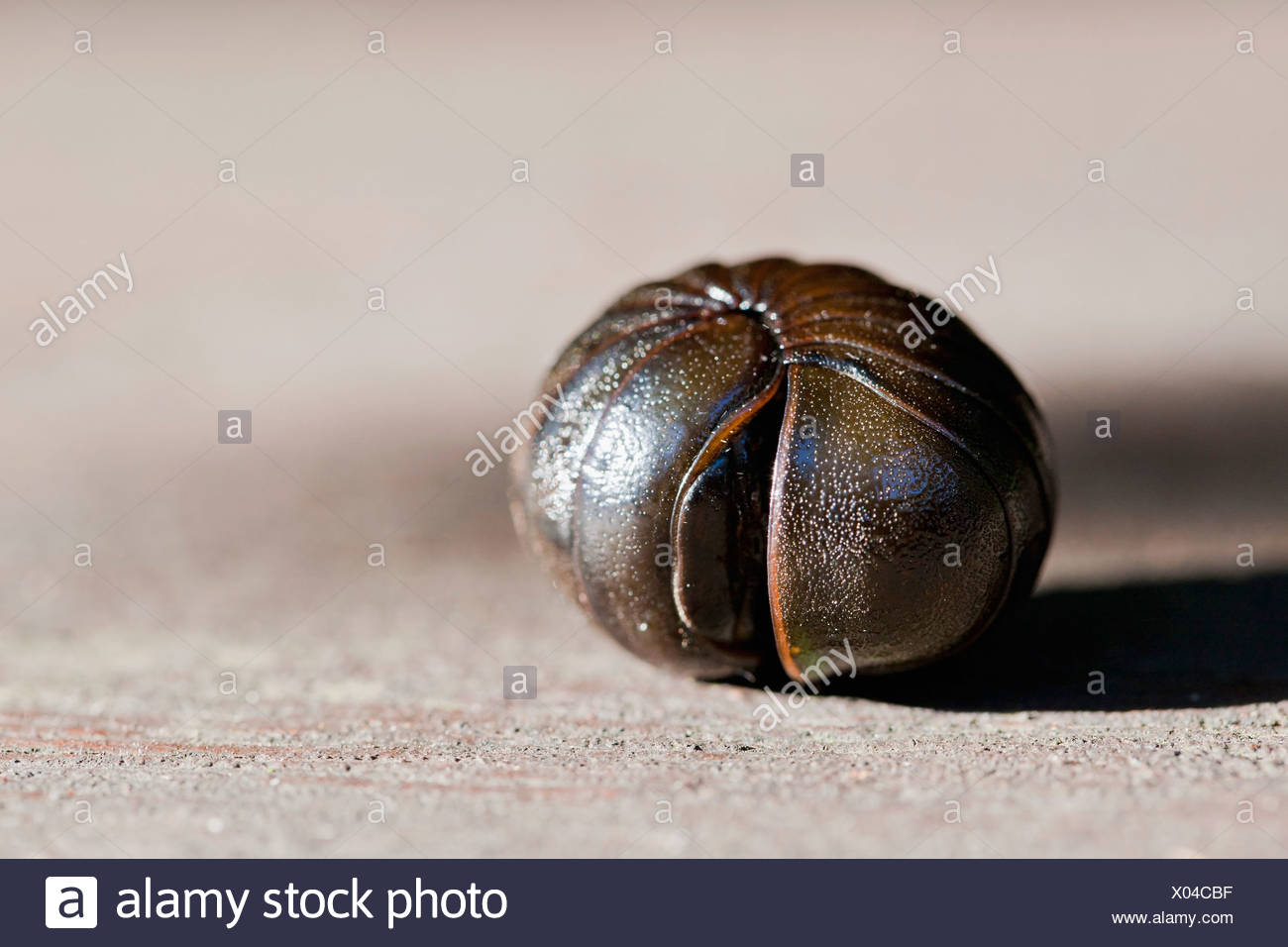 Worm Shell High Resolution Stock Photography and Images - Alamy