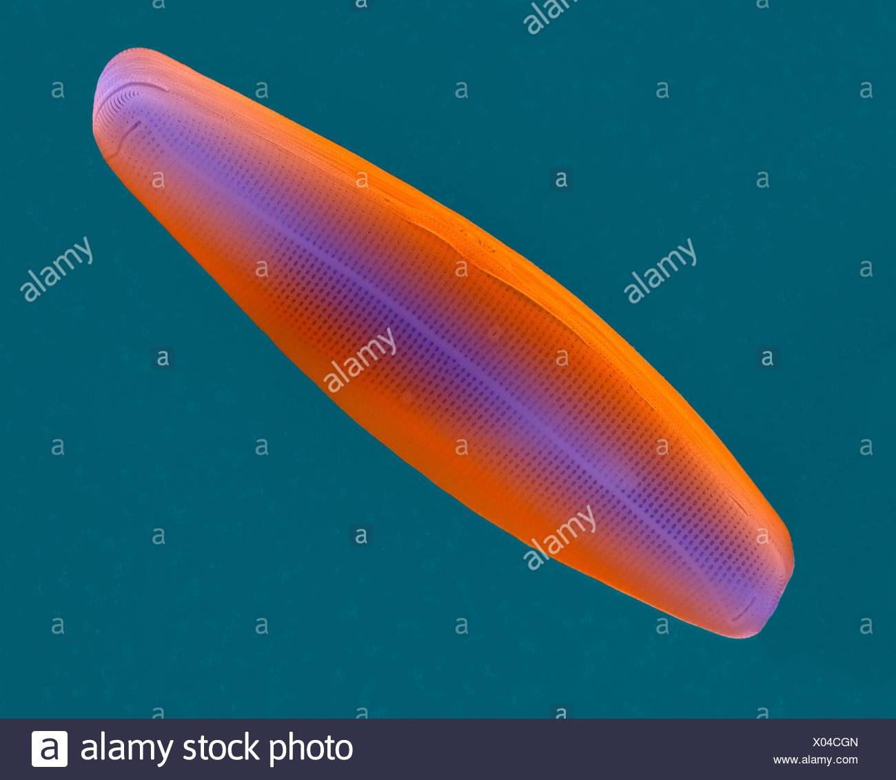 Algae Cell Wall High Resolution Stock Photography and Images - Alamy