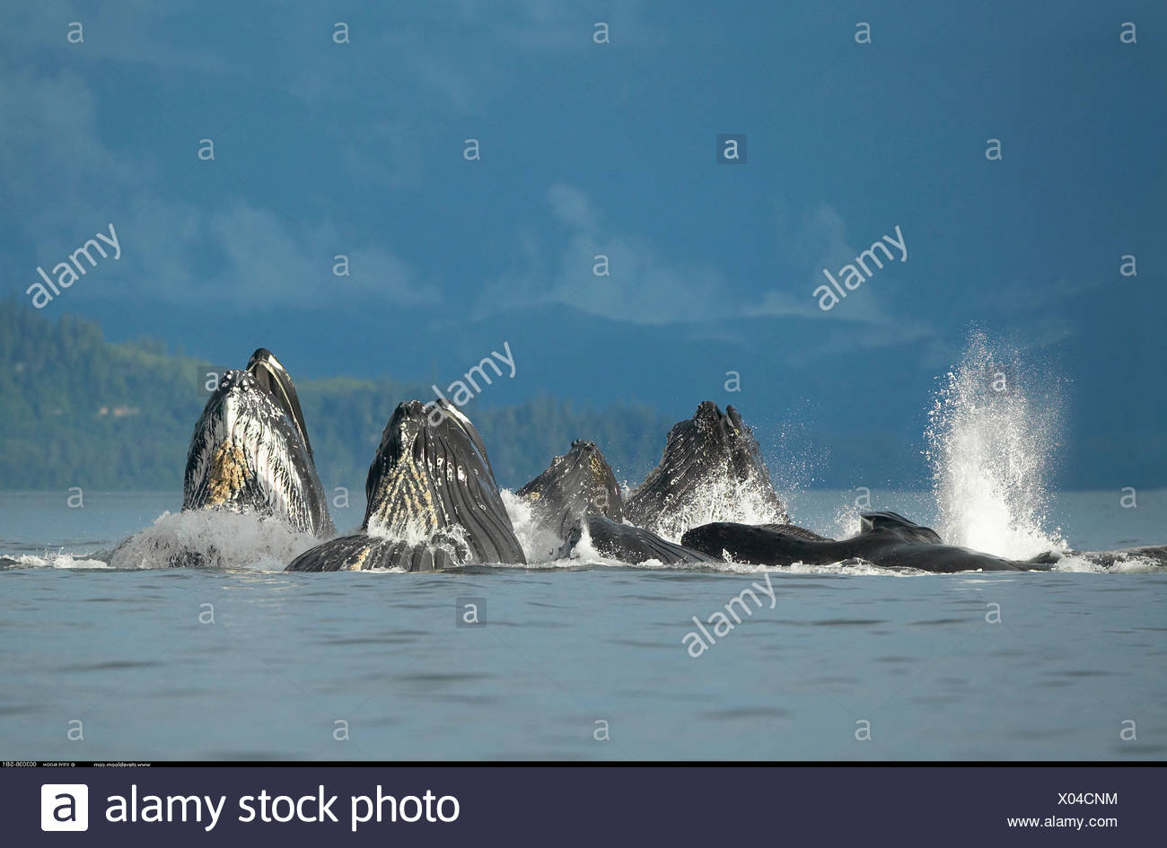 Bubble Net Humpback High Resolution Stock Photography and Images - Alamy