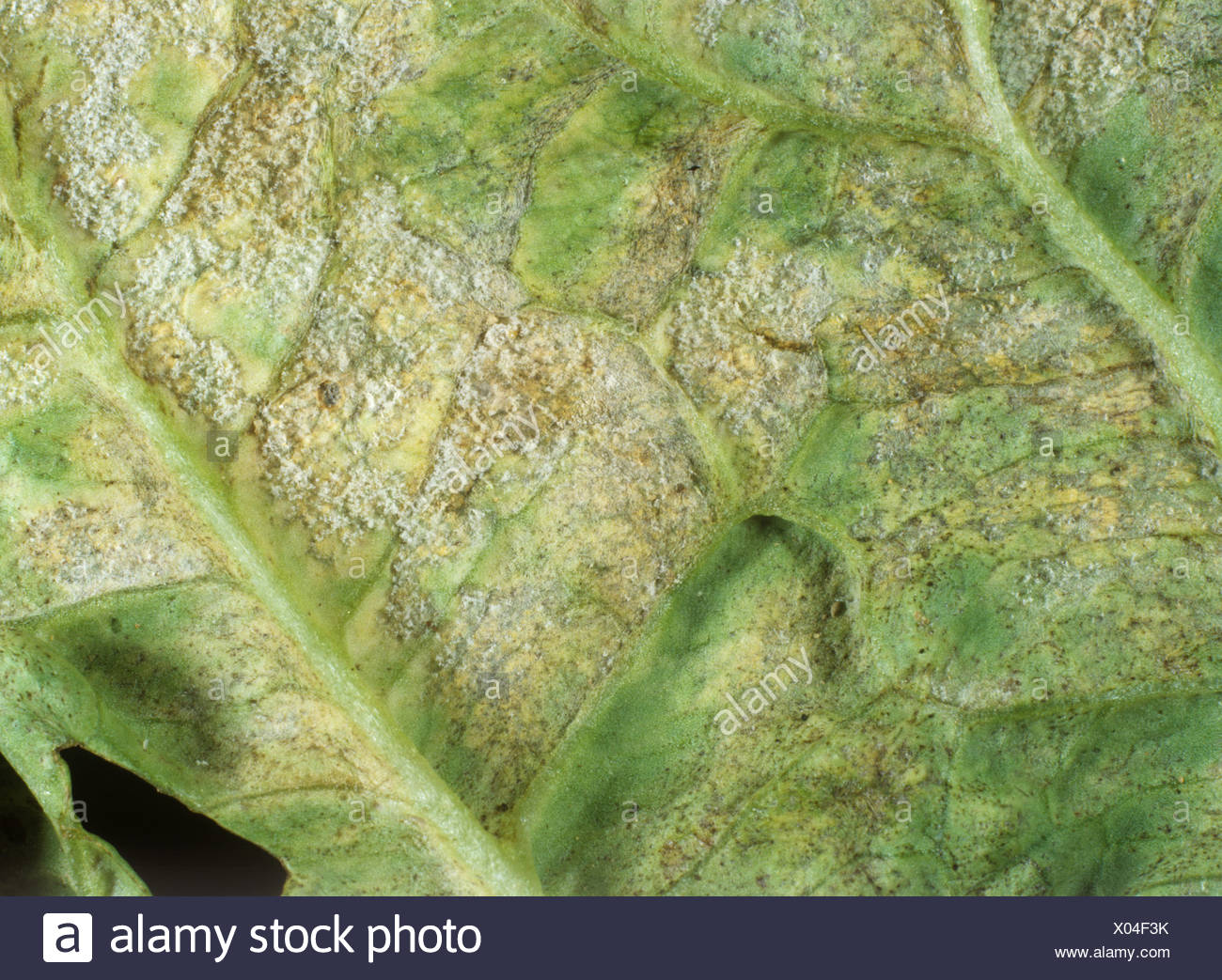 Downy Mildew Peronospora Parasitica Mycelium High Resolution Stock ...