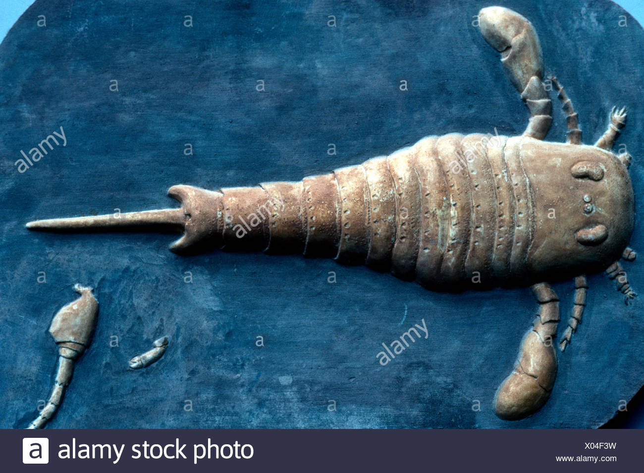 Eurypterus Or Eurypterid Or Pterygotus High Resolution Stock ...