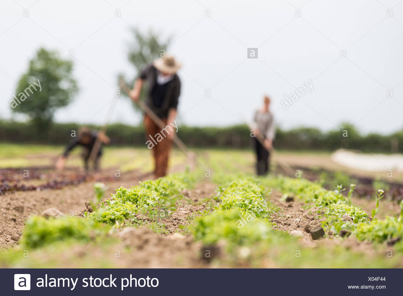 Farmer With Hoe Stock Photos & Farmer With Hoe Stock Images - Alamy