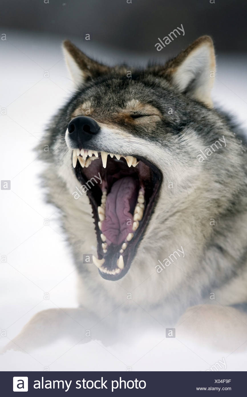 Yawning Wolf High Resolution Stock Photography and Images - Alamy