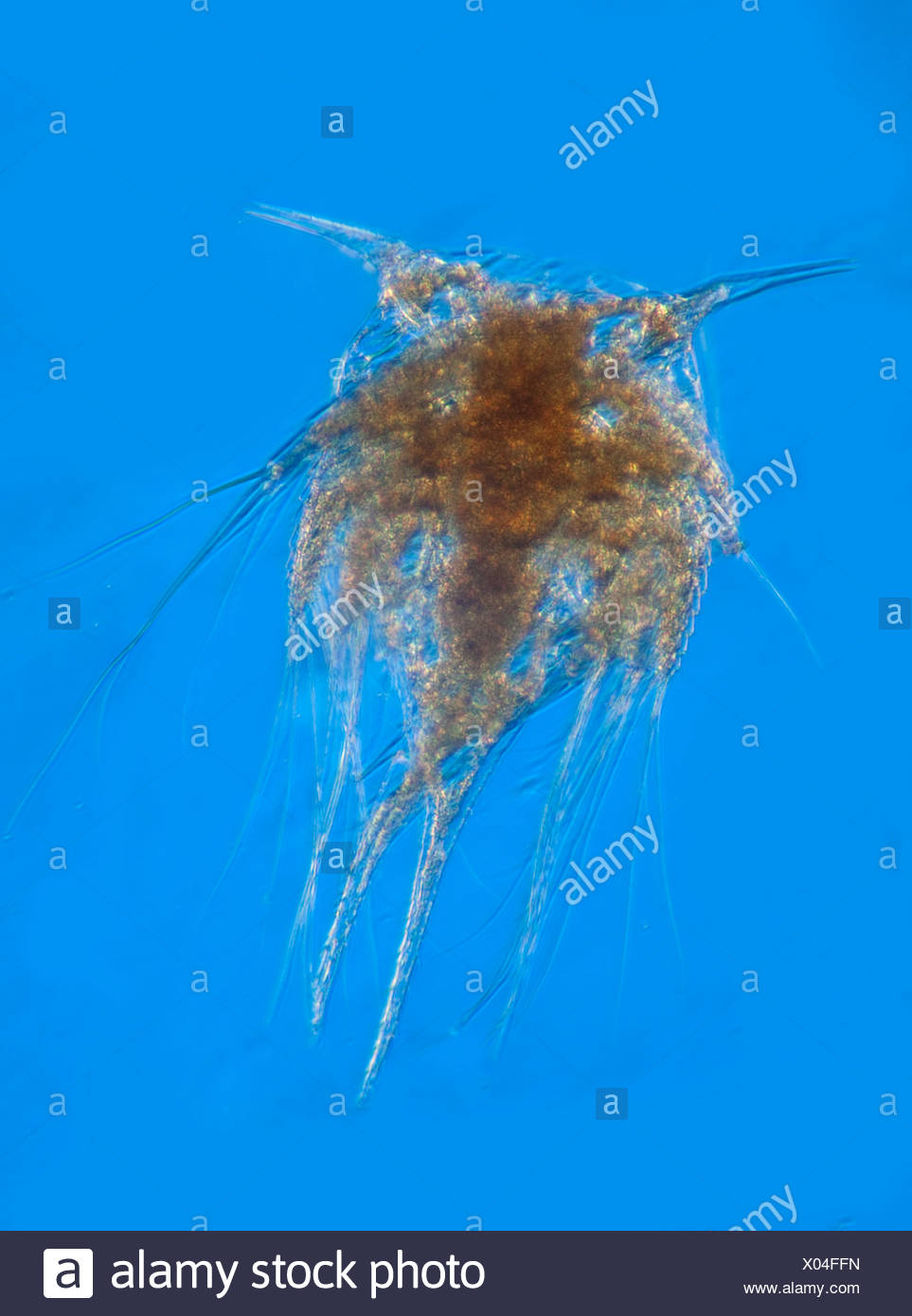Nauplius Larvae High Resolution Stock Photography and Images - Alamy