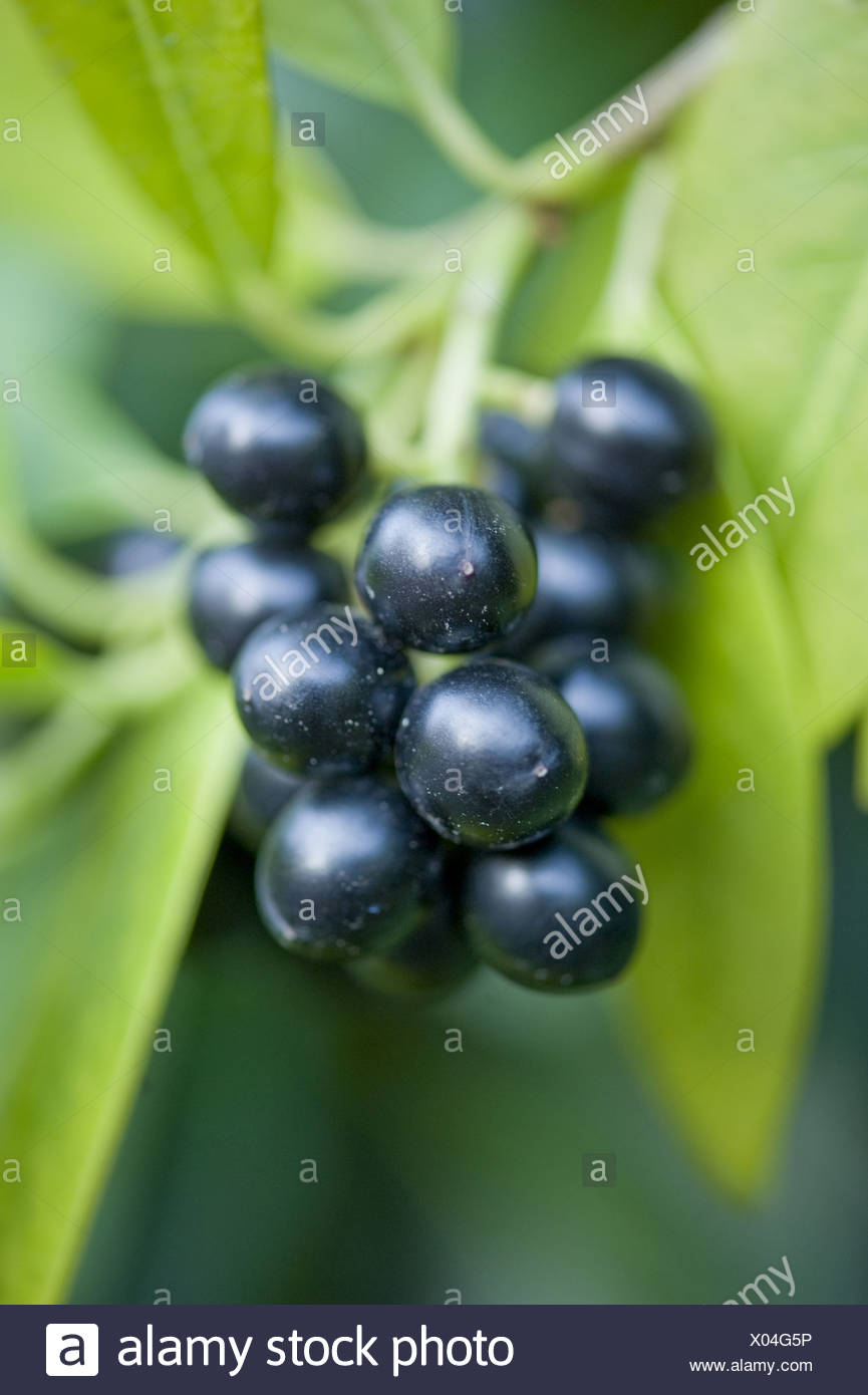 Cherry Laurel Plants High Resolution Stock Photography and Images - Alamy