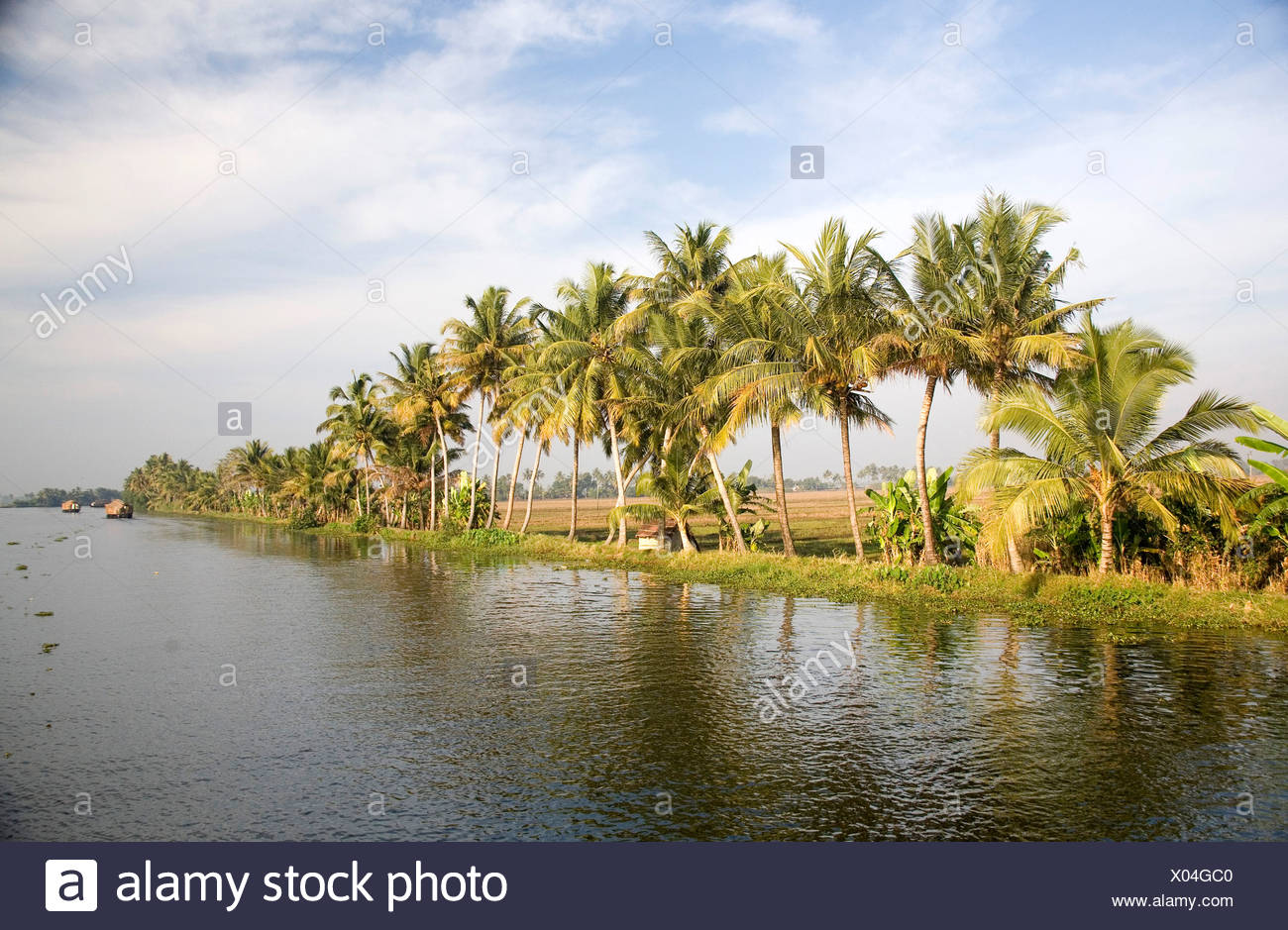Coconut Palms Of India High Resolution Stock Photography and Images - Alamy