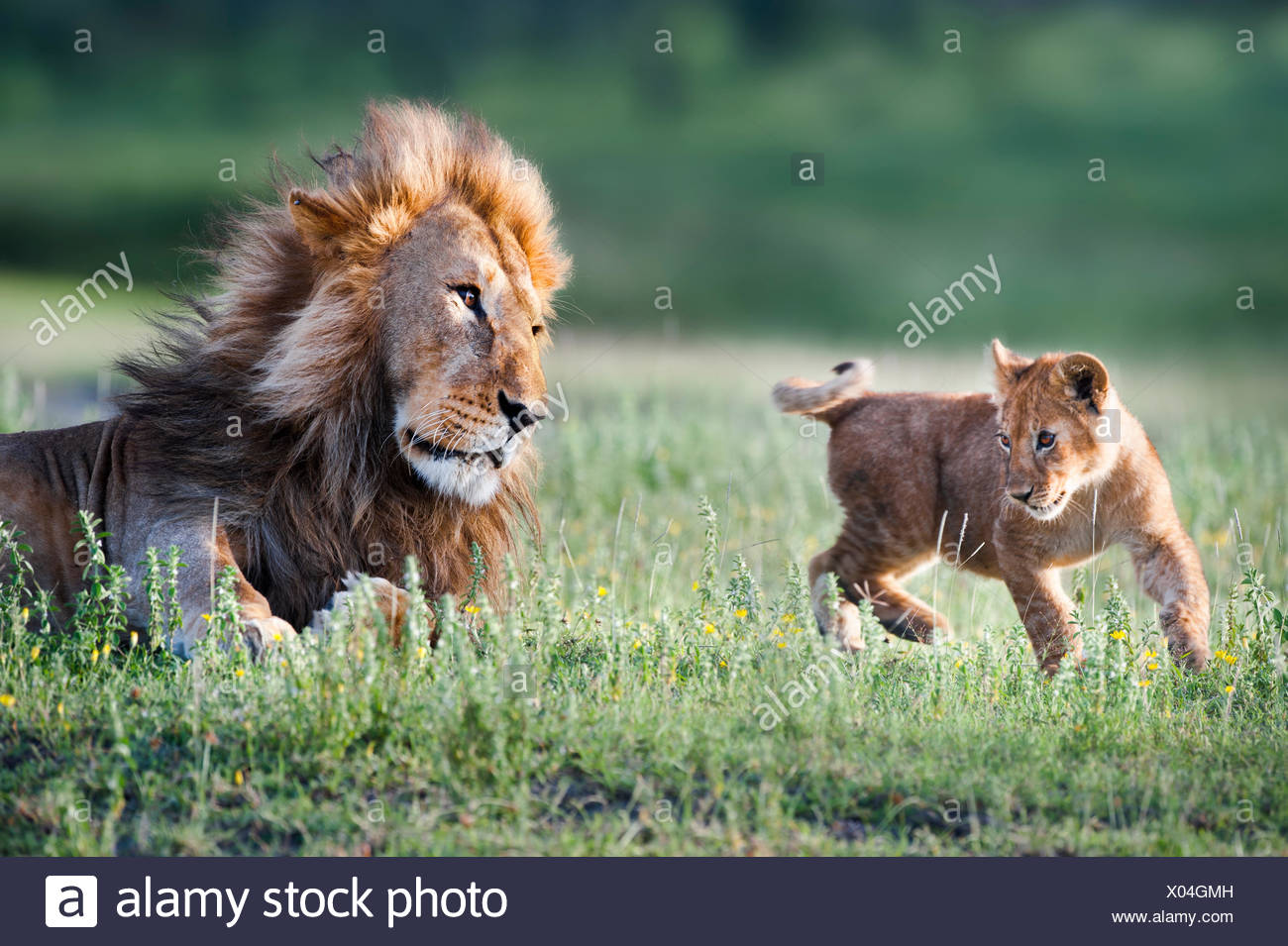 Male Lion Playing Cub High Resolution Stock Photography and Images - Alamy