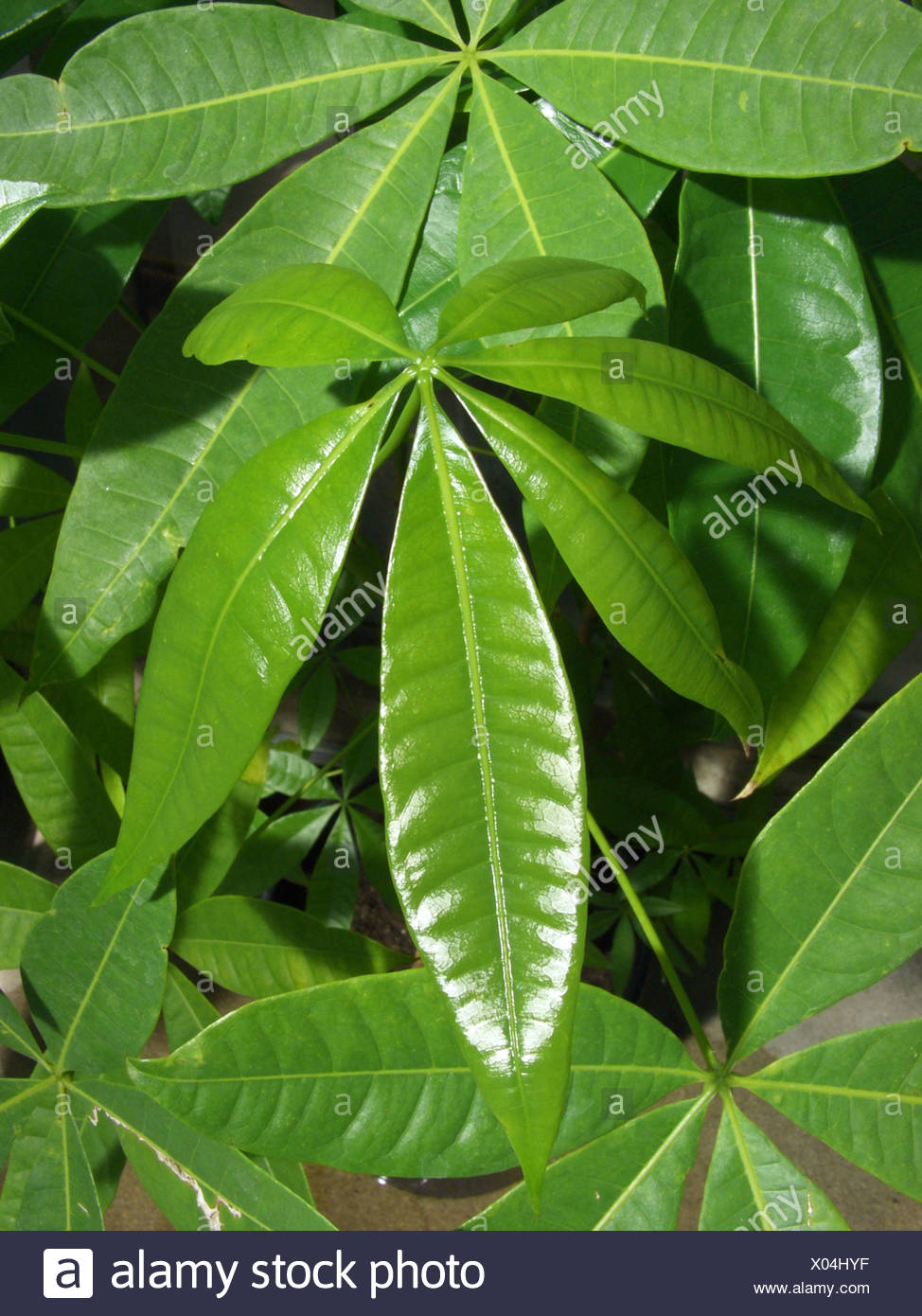 Pachira Aquatica High Resolution Stock Photography and Images - Alamy