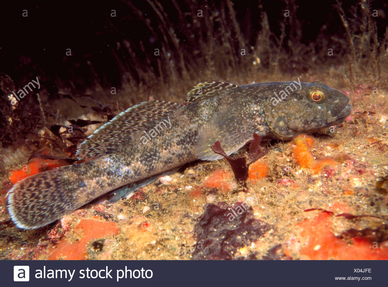 Gobius Cobitis Stock Photos & Gobius Cobitis Stock Images - Alamy