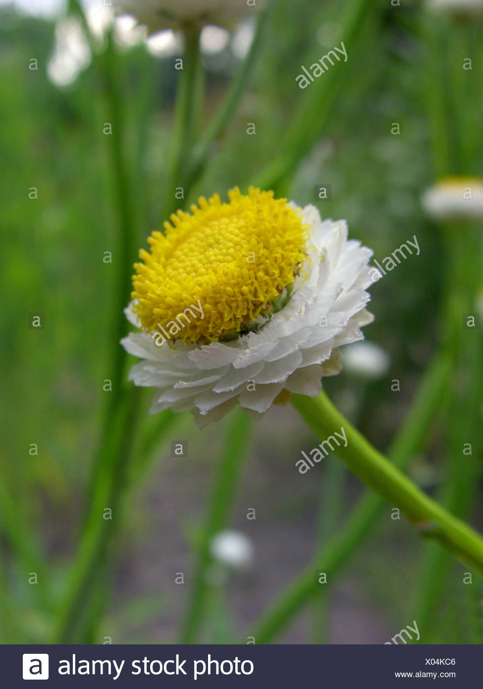 Ammobium Alatum Var Grandiflorum High Resolution Stock Photography and ...