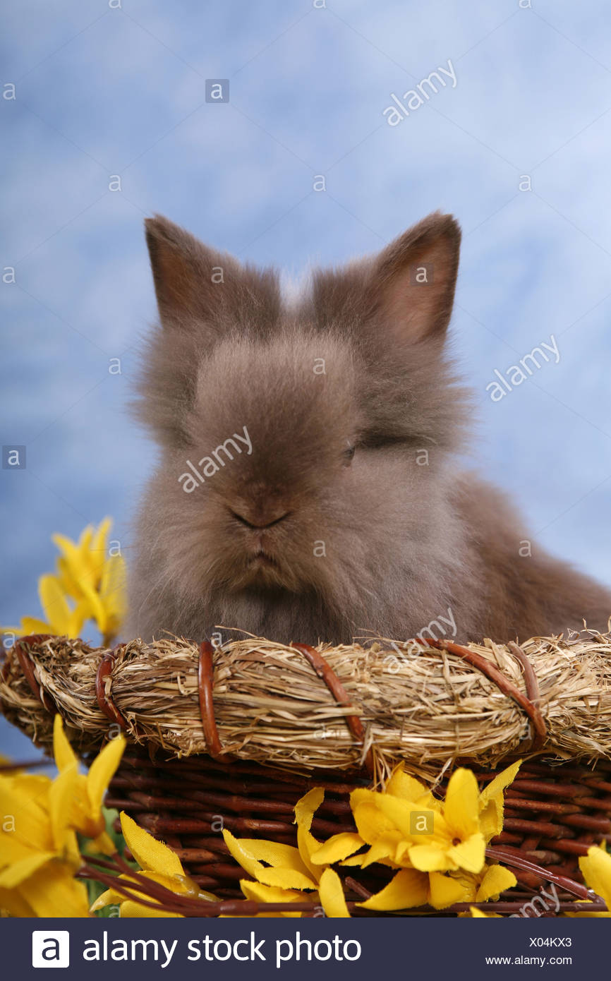 Teddy Dwarf Rabbits High Resolution Stock Photography and Images - Alamy