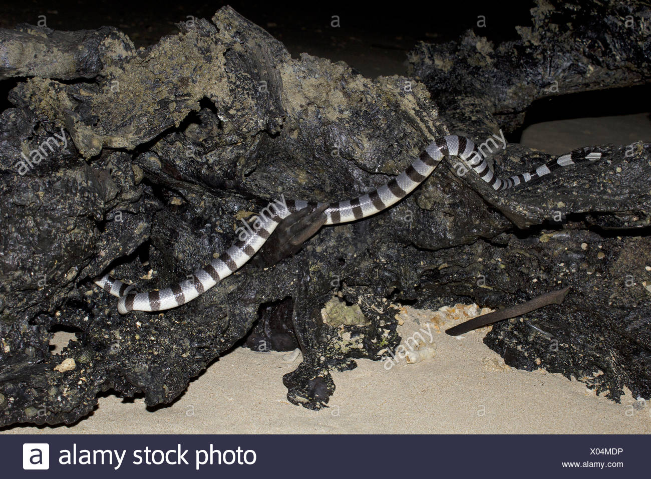 Banded Krait Snake High Resolution Stock Photography and Images - Alamy