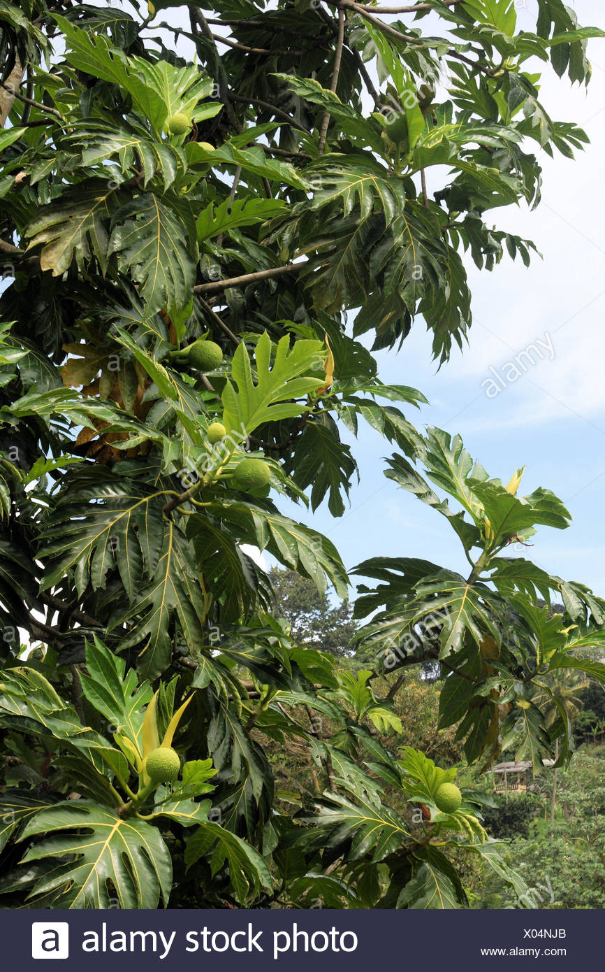 Nutmeg Tree High Resolution Stock Photography and Images - Alamy