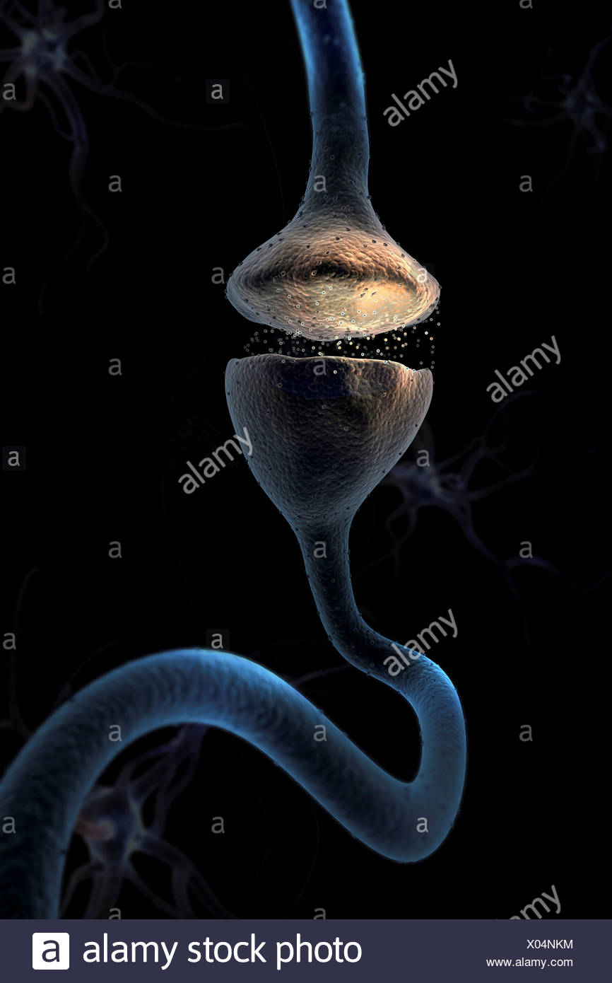 Synaptic Cleft Stock Photos & Synaptic Cleft Stock Images - Alamy