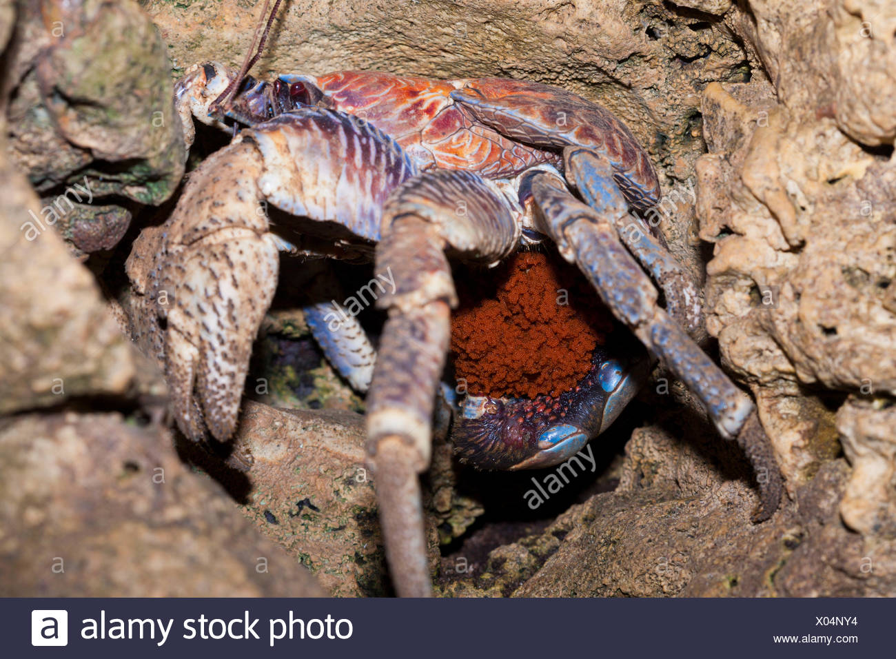 Robber Crab Christmas Island High Resolution Stock Photography and ...