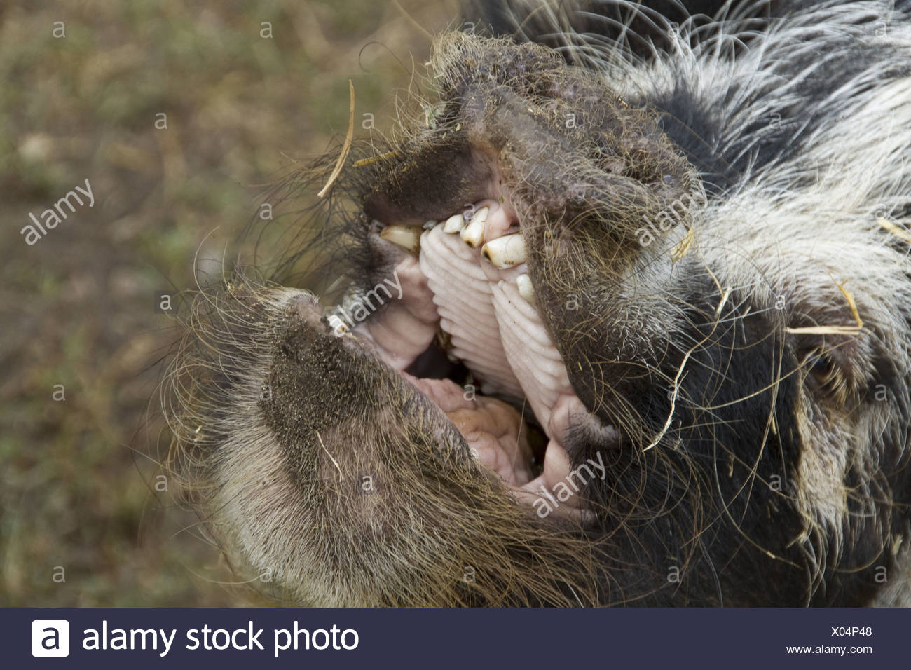 Pigs Tooth Stock Photos & Pigs Tooth Stock Images - Alamy
