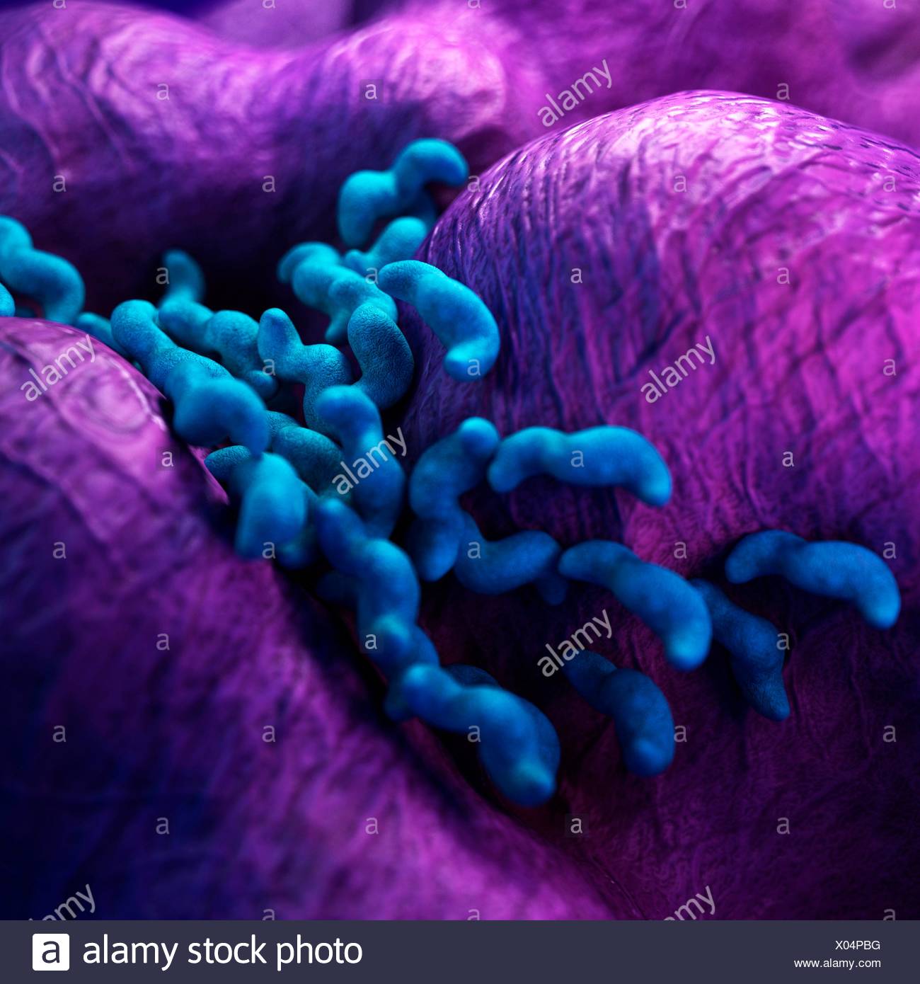 Campylobacter Bacteria Stock Photos & Campylobacter Bacteria Stock ...