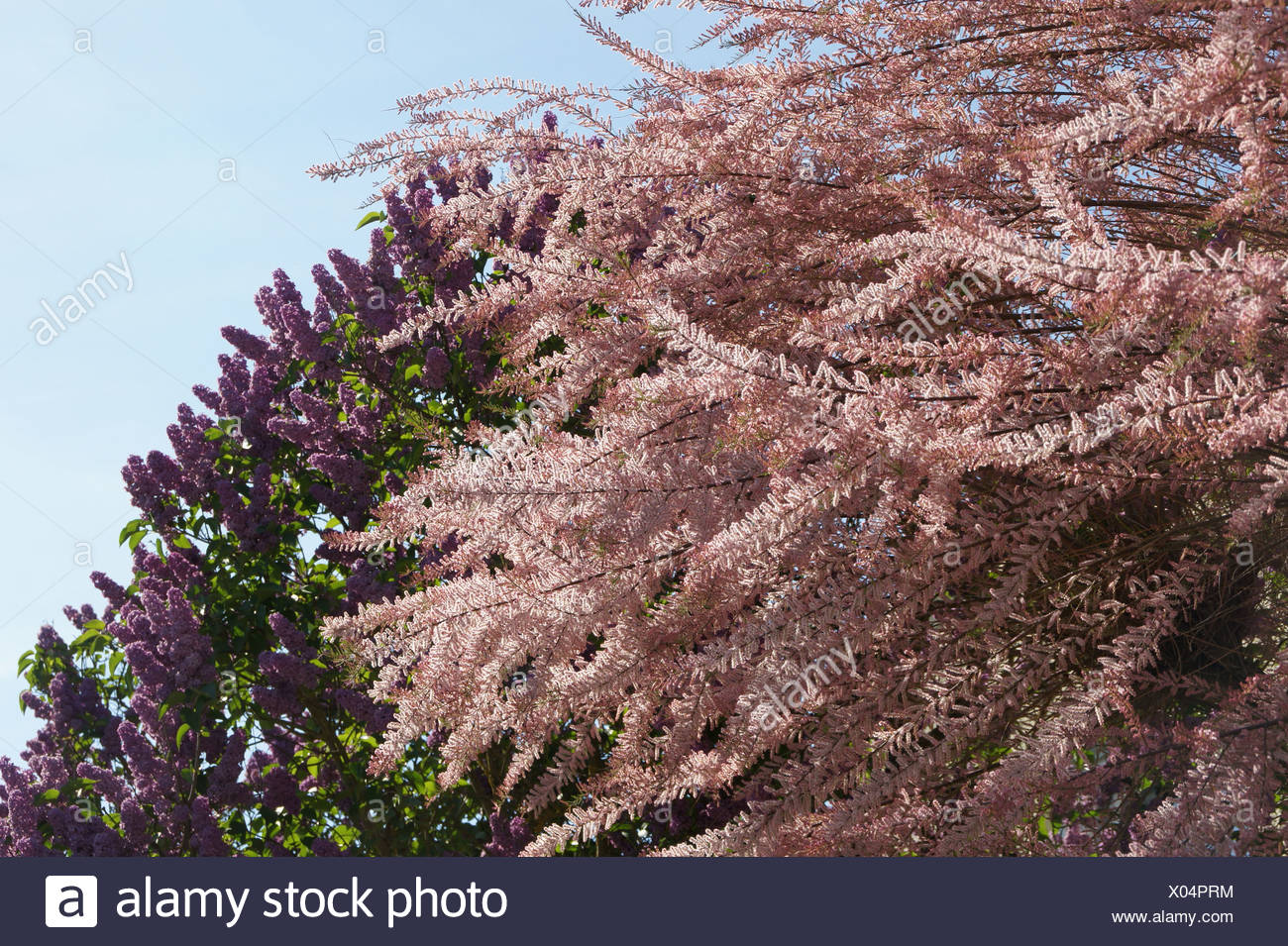 Tamarisk High Resolution Stock Photography and Images - Alamy