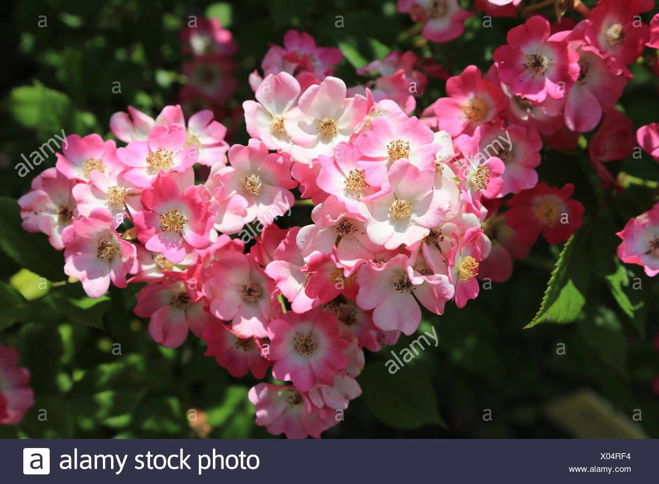 Rosa Mozart High Resolution Stock Photography and Images - Alamy