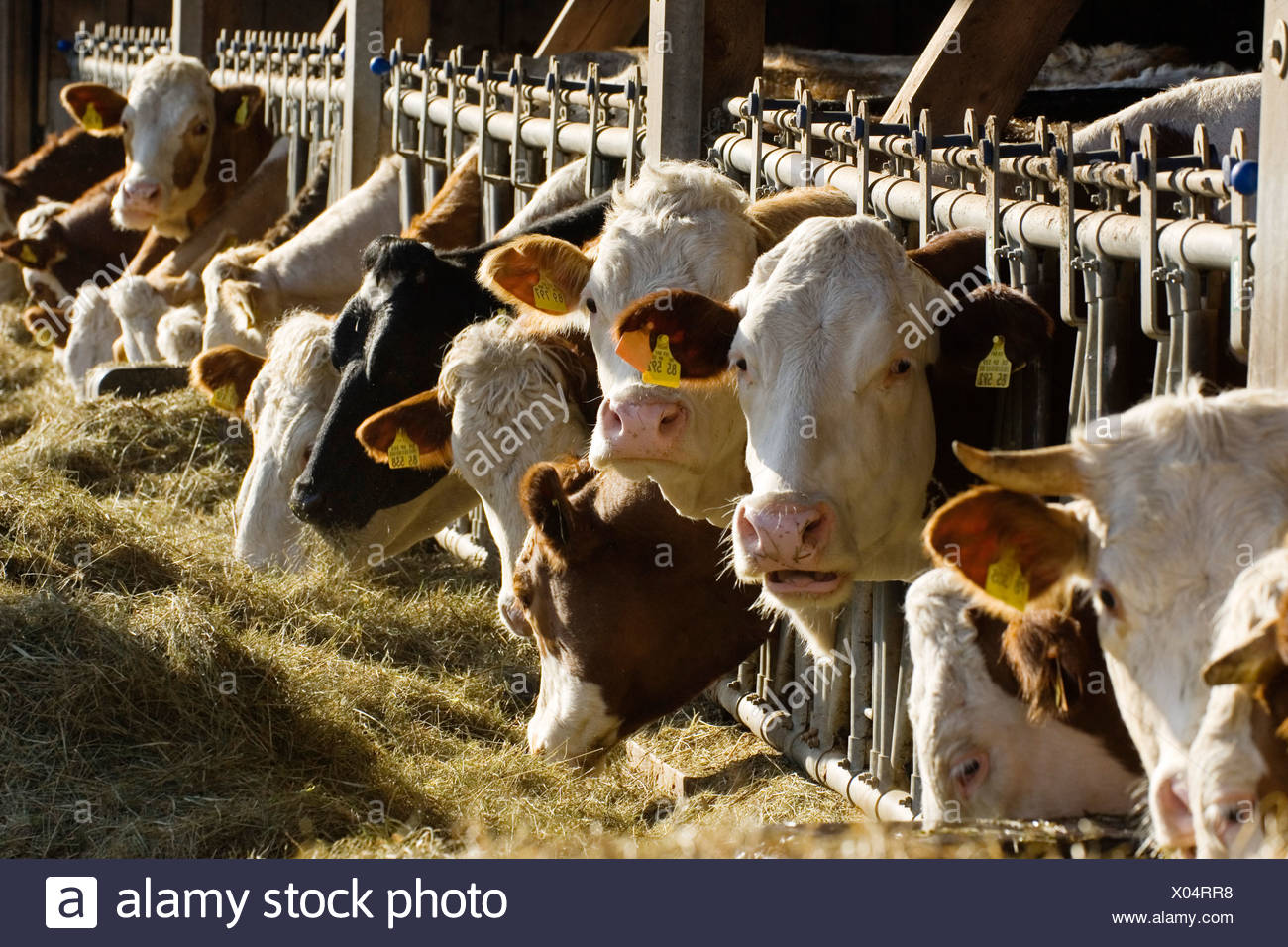 Kuh Fressen High Resolution Stock Photography and Images - Alamy