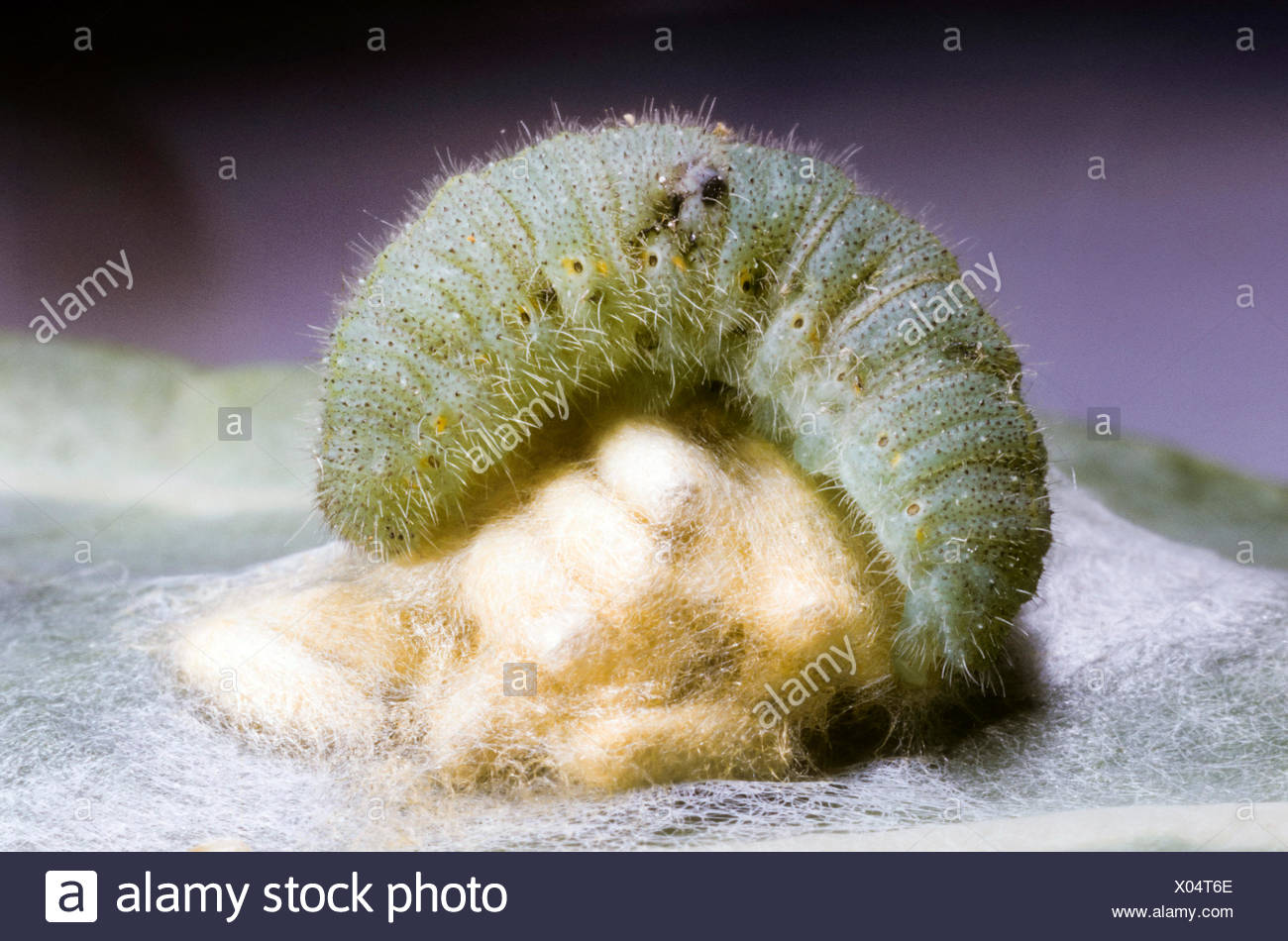 White Butterfly Parasite Stock Photos & White Butterfly Parasite Stock ...