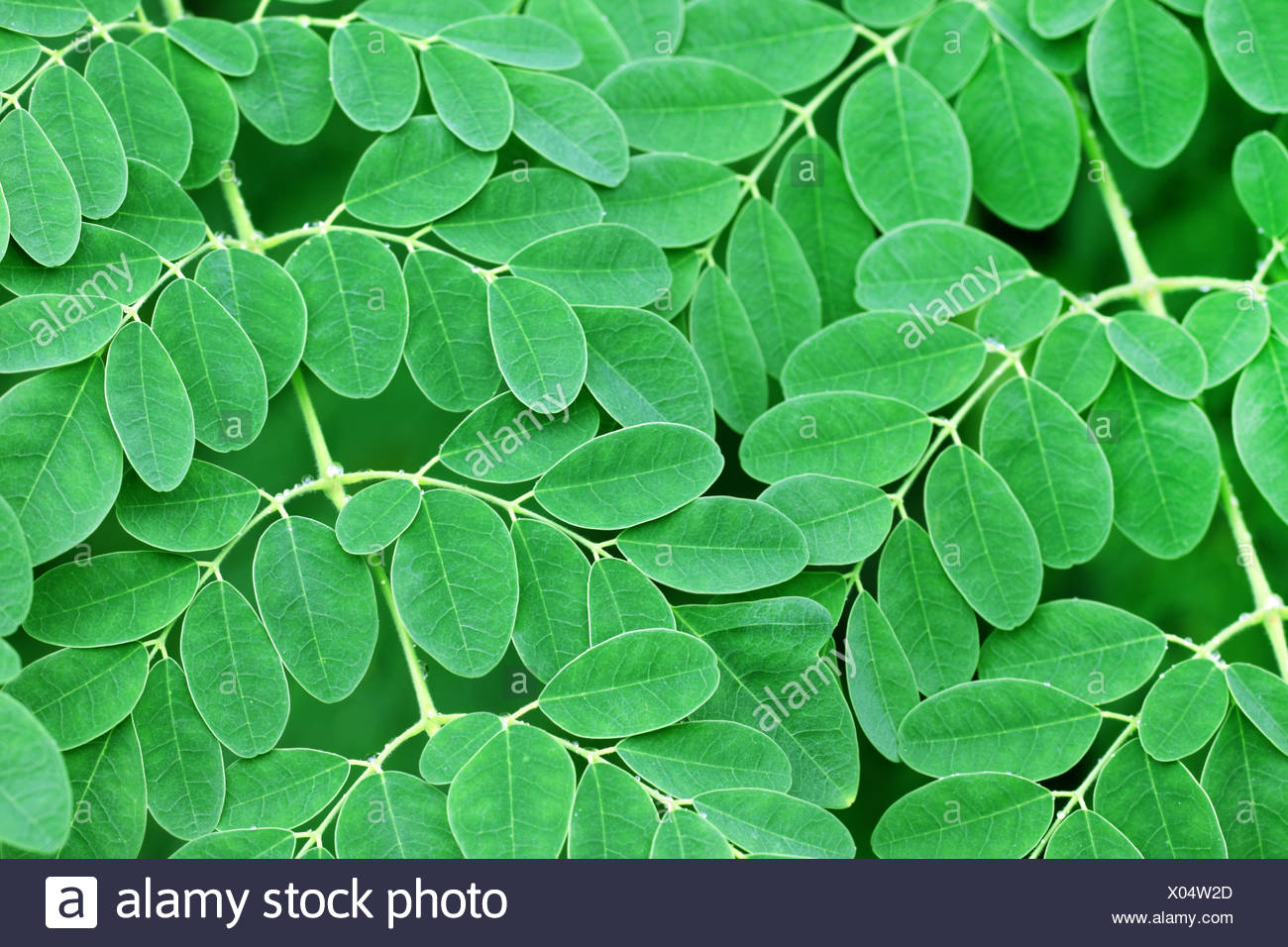 Malunggay Leaves Stock Photos & Malunggay Leaves Stock Images - Alamy