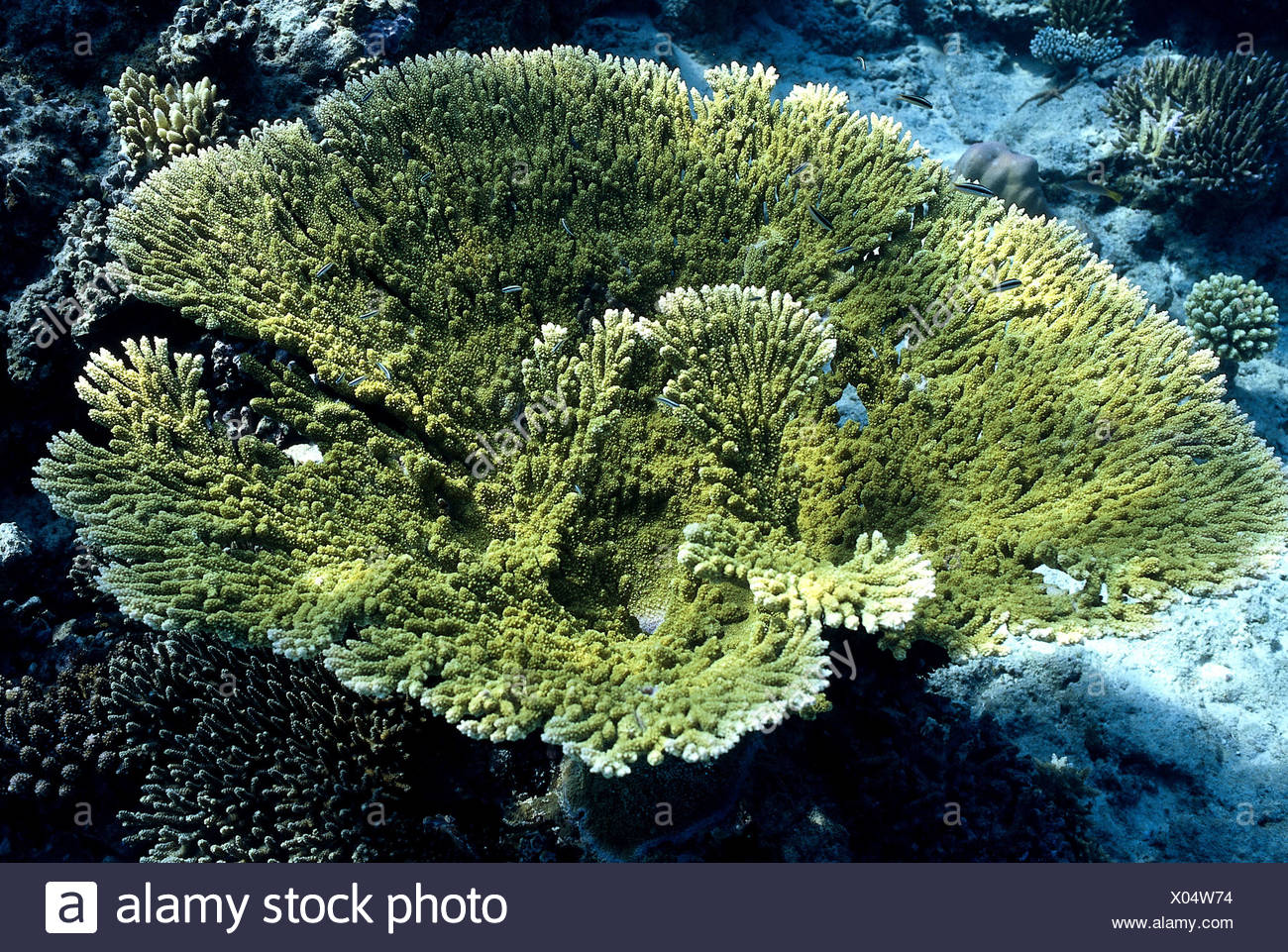 Acropora Hyacinthus High Resolution Stock Photography and Images - Alamy