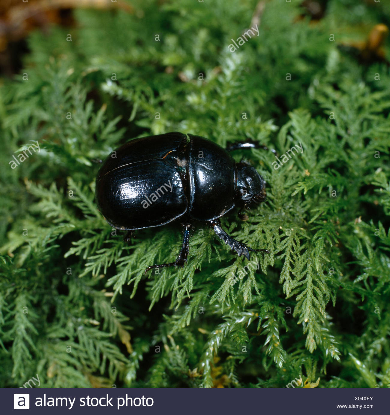 Geotrupes Vernalis Stock Photos & Geotrupes Vernalis Stock Images - Alamy