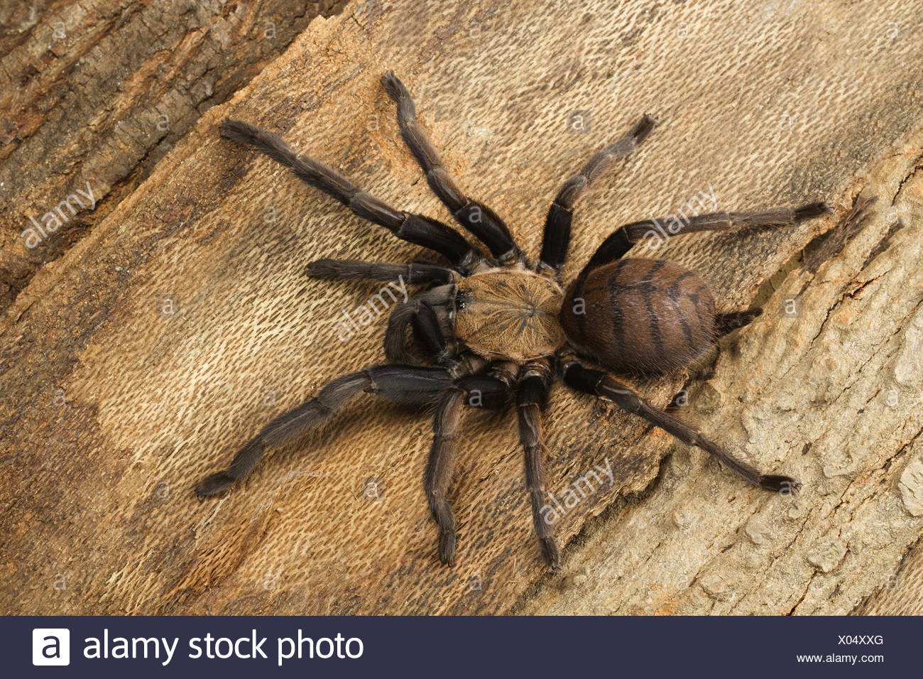Indian Tarantula High Resolution Stock Photography and Images - Alamy