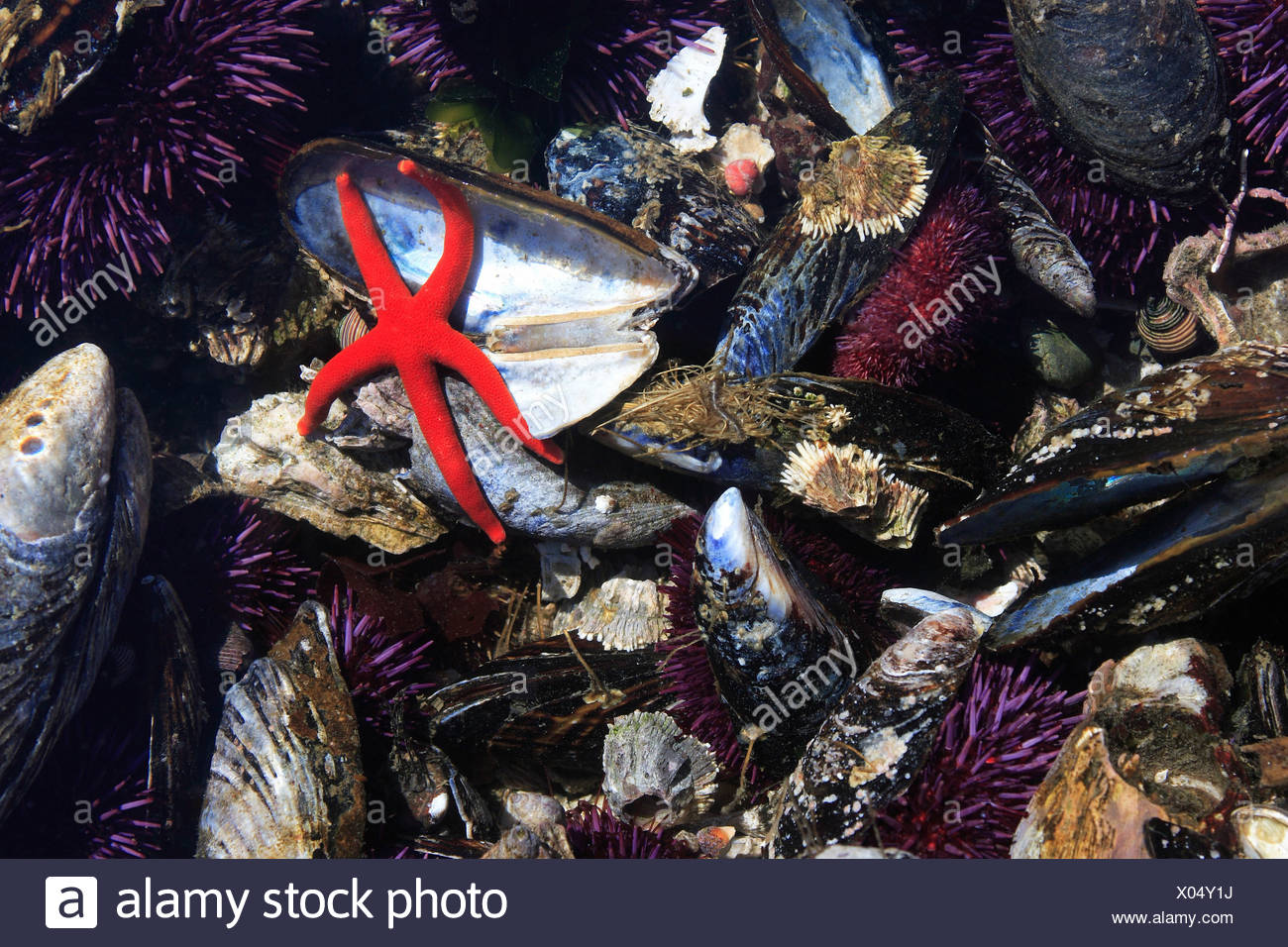 Blood Pool High Resolution Stock Photography and Images - Alamy