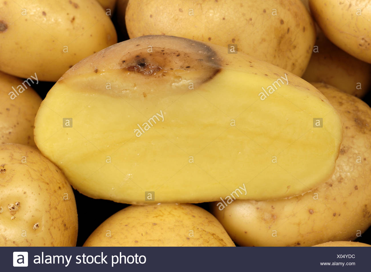 Rotten Potato Smell High Resolution Stock Photography and Images - Alamy
