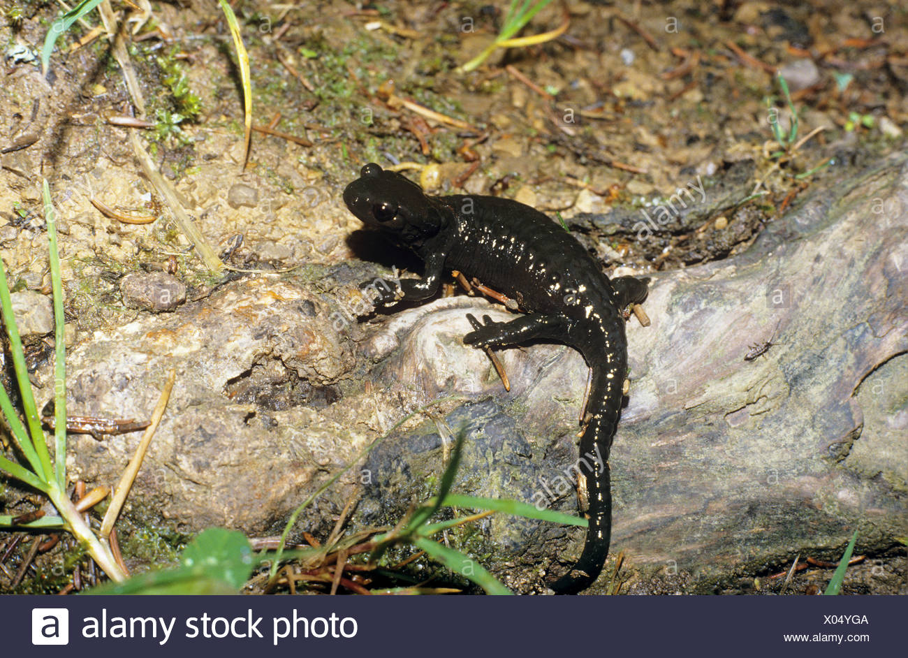 Alpine Salamanders High Resolution Stock Photography and Images - Alamy