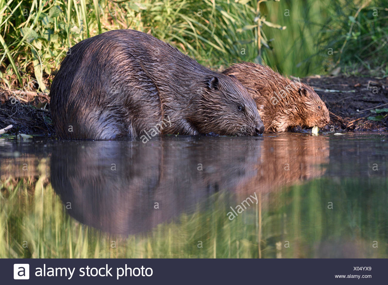 Juvenile Beaver High Resolution Stock Photography and Images - Alamy
