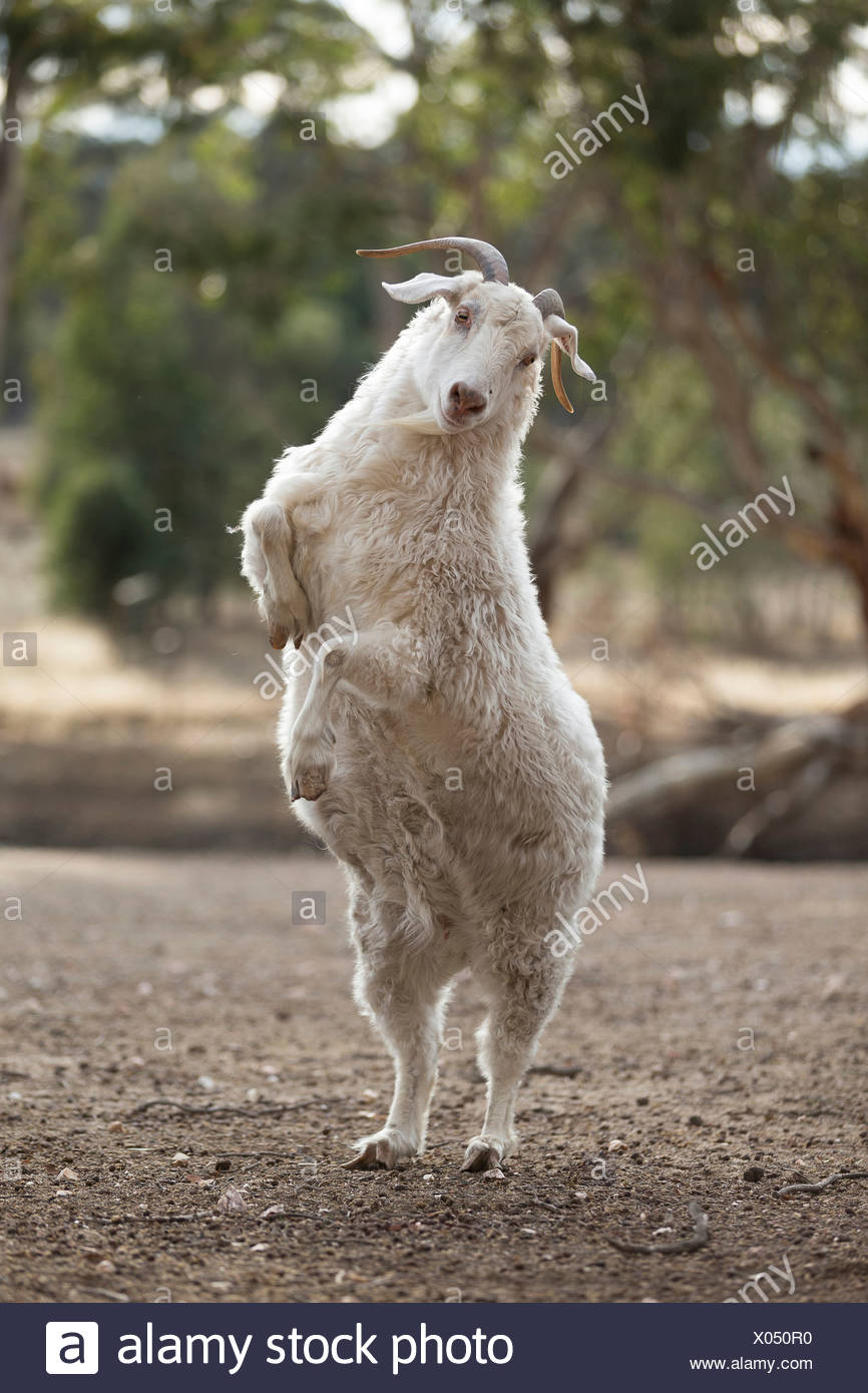 Goat Standing On Hind Legs Stock Photos & Goat Standing On Hind Legs ...