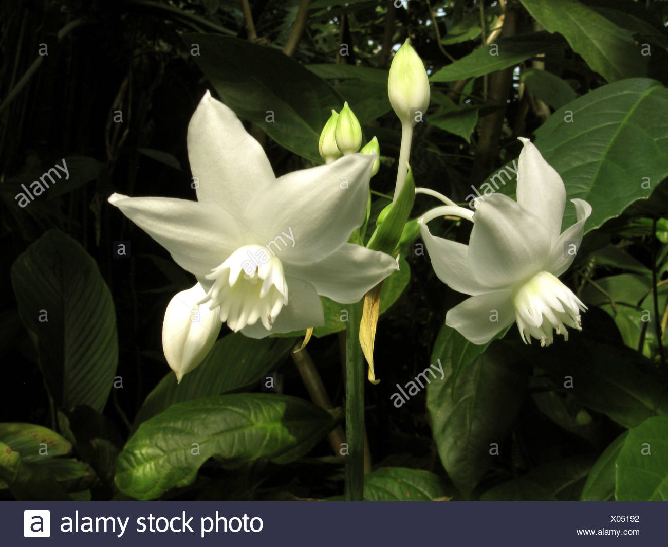 Amazon Lily Eucharis Amazonica High Resolution Stock Photography and ...