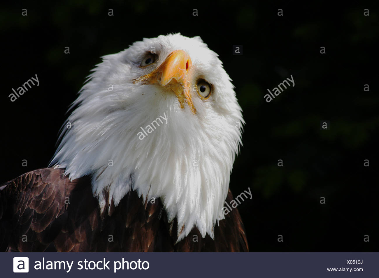 Origineller High Resolution Stock Photography and Images - Alamy