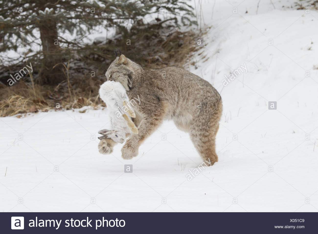 Lynx And Hare Stock Photos & Lynx And Hare Stock Images - Alamy