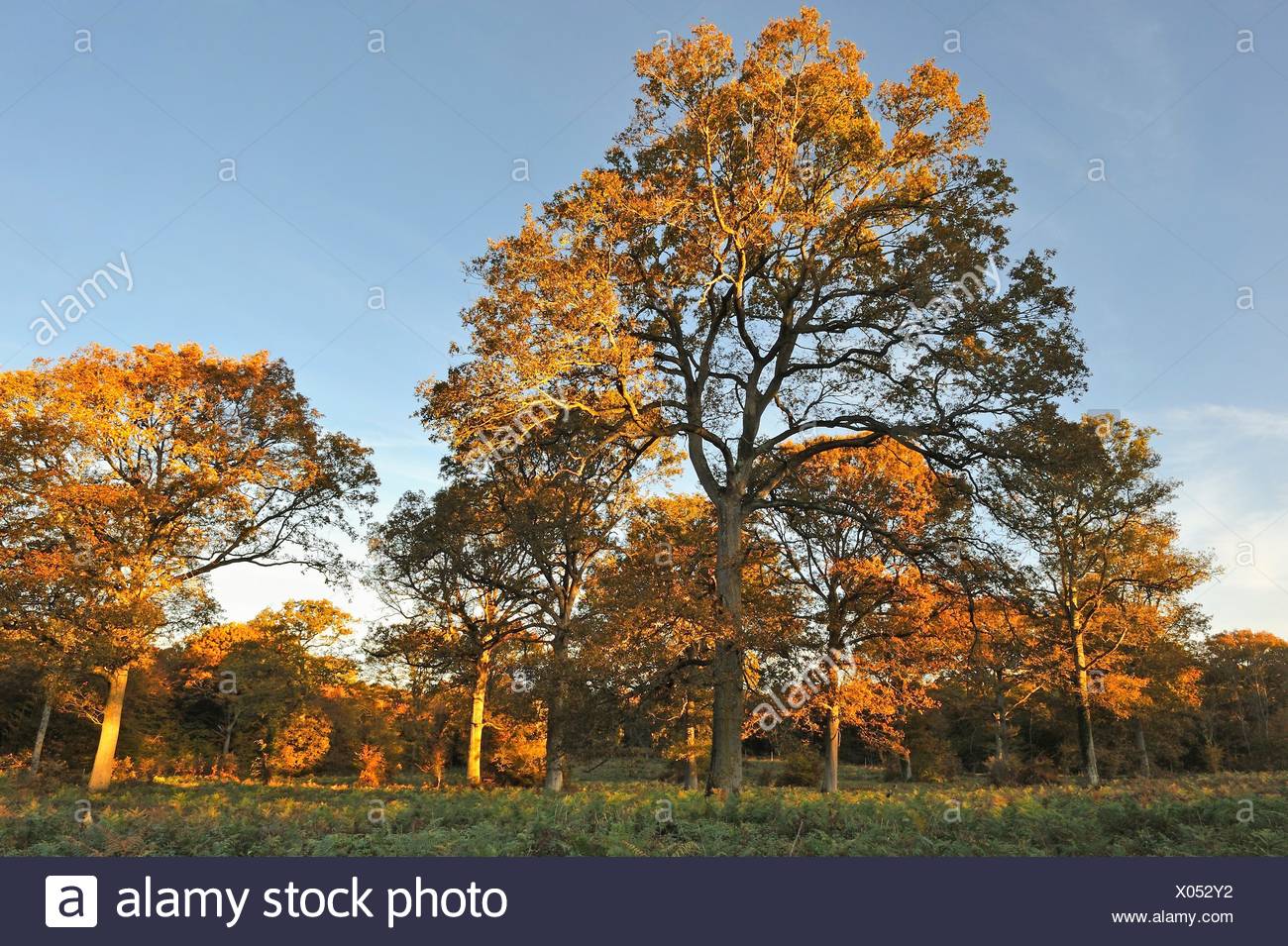 Oak Tree Grove Stock Photos & Oak Tree Grove Stock Images - Alamy
