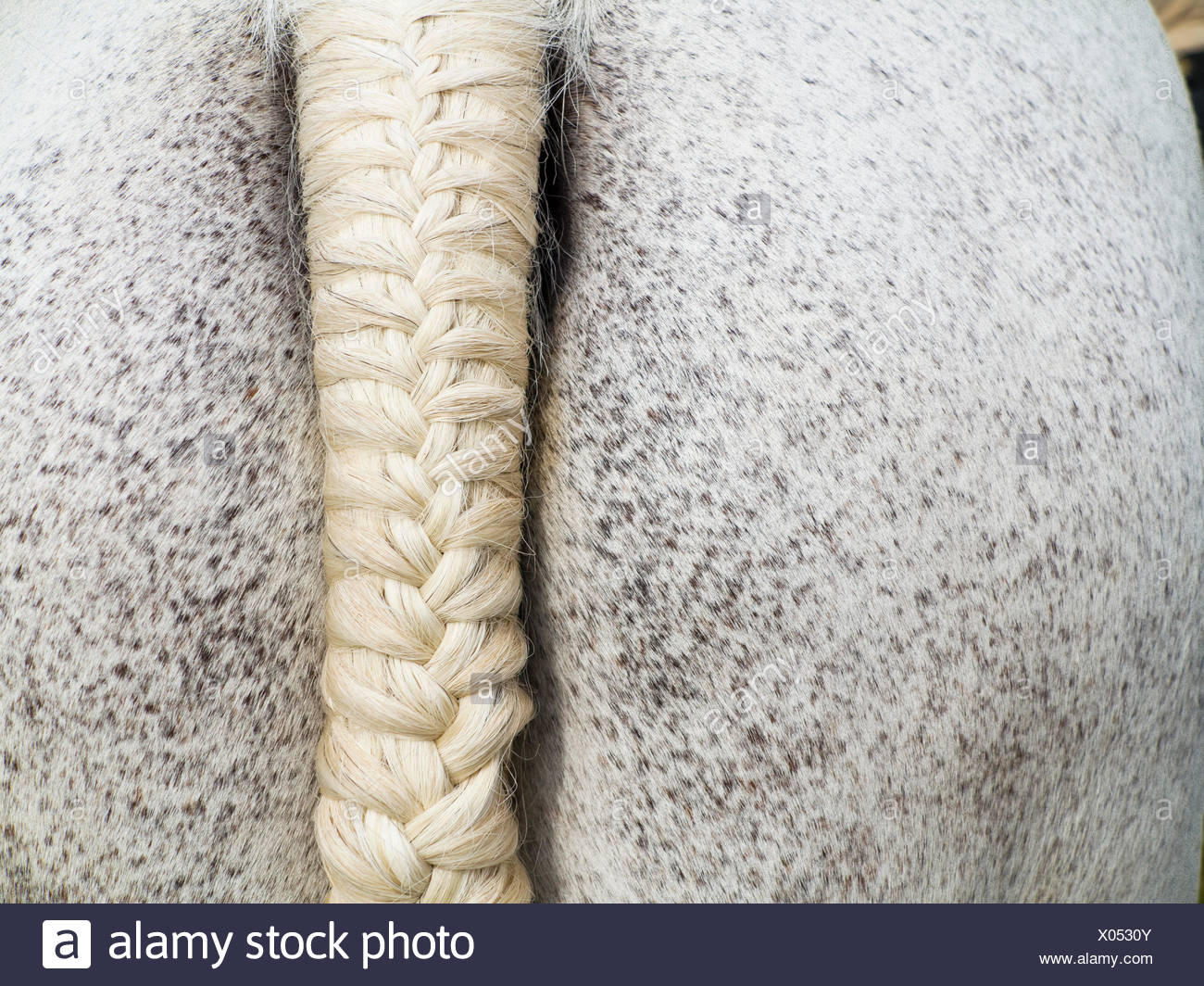Horse Tail Braid Stock Photos & Horse Tail Braid Stock Images - Alamy