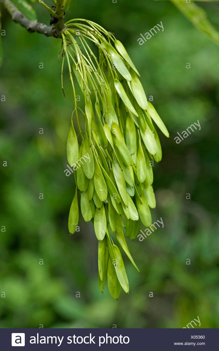 Fruits Fraxinus Excelsior High Resolution Stock Photography and Images ...