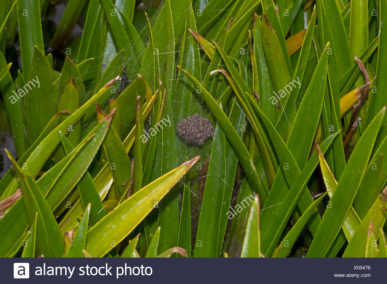 Raft Spider High Resolution Stock Photography and Images - Alamy
