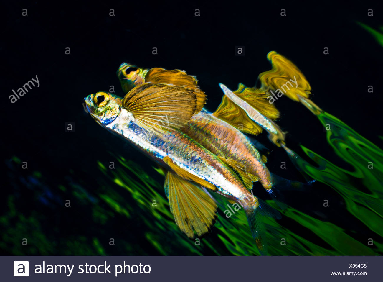 Exocetus Stock Photos & Exocetus Stock Images - Alamy
