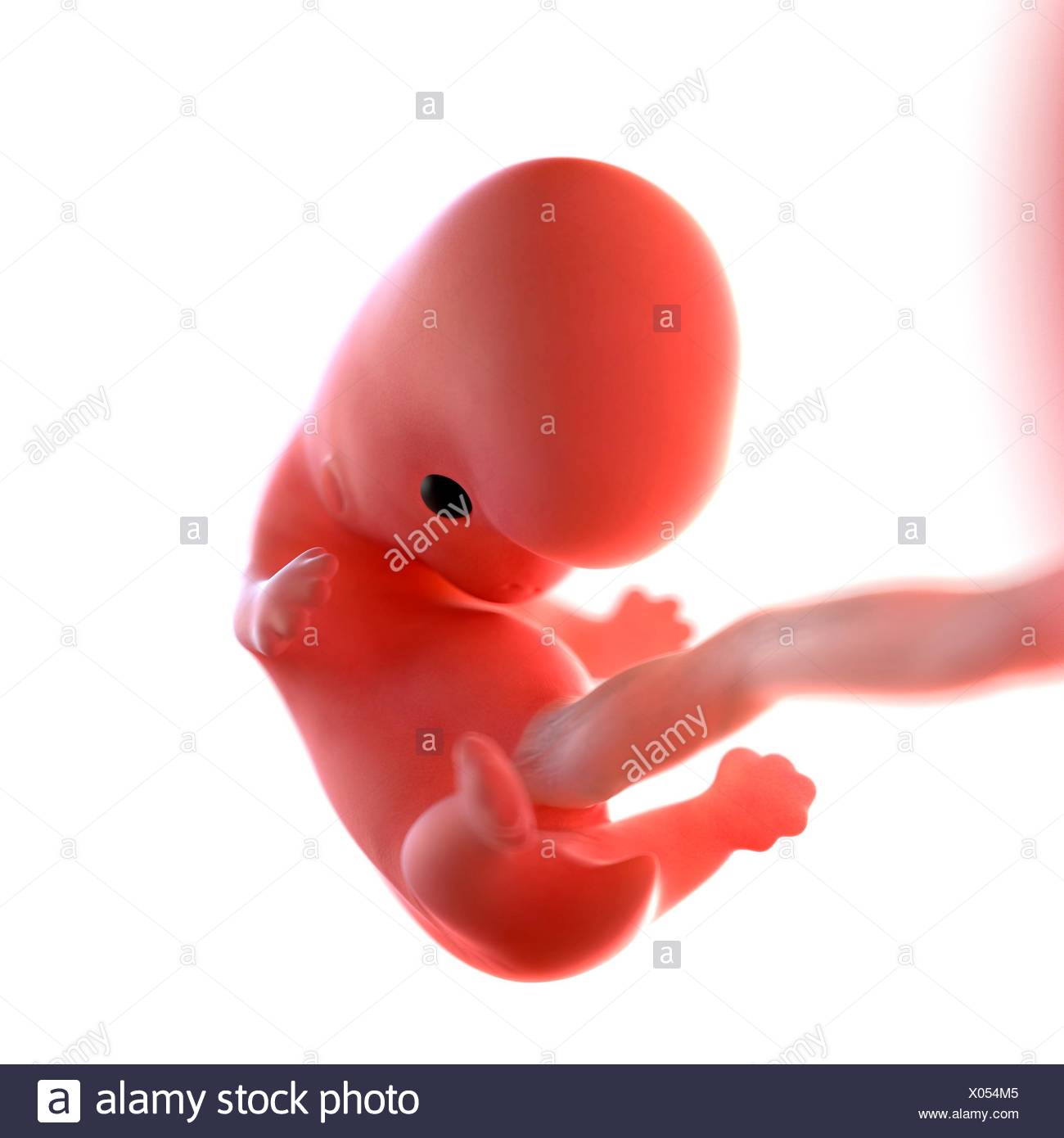 Foetus 8 Weeks Stock Photos & Foetus 8 Weeks Stock Images - Alamy