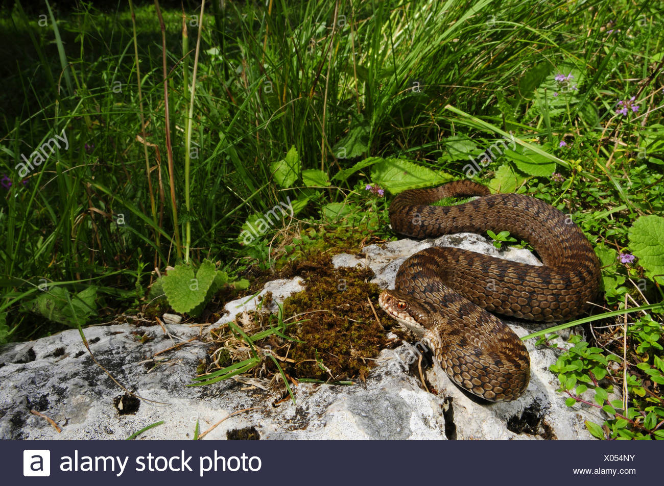 Vipera Berus Alps High Resolution Stock Photography and Images - Alamy