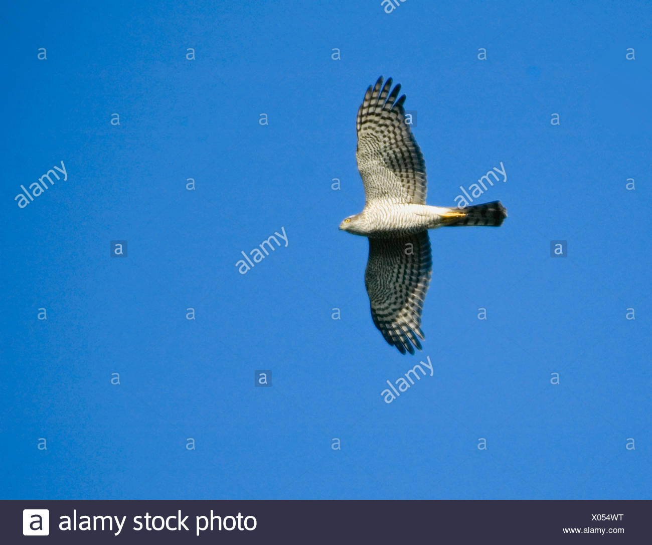 Sparrow Hawk Flying High Resolution Stock Photography and Images - Alamy